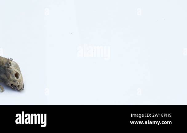 Mummified rat Stock Videos & Footage - HD and 4K Video Clips - Alamy