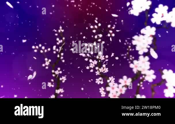 Cherry tree in full bloom. Cherry branch. Sakura flowers pink. Cherry blossom purple background ...