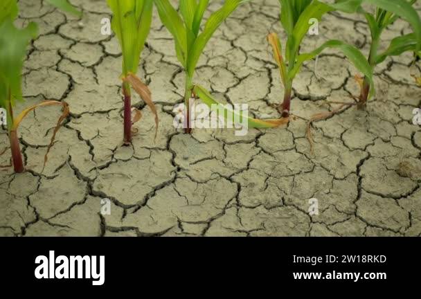 Drought field land maize corn leaves Zea mays, drying up soil, drying ...