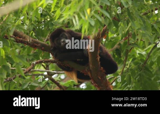 Primate expressions Stock Videos & Footage - HD and 4K Video Clips - Alamy