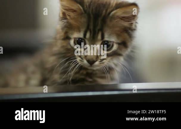 Curious cat Stock Videos & Footage - HD and 4K Video Clips - Alamy