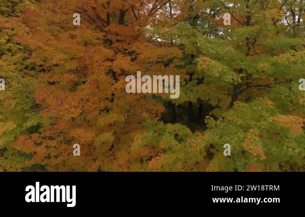 Mixed broadleaf trees Stock Videos & Footage - HD and 4K Video Clips ...