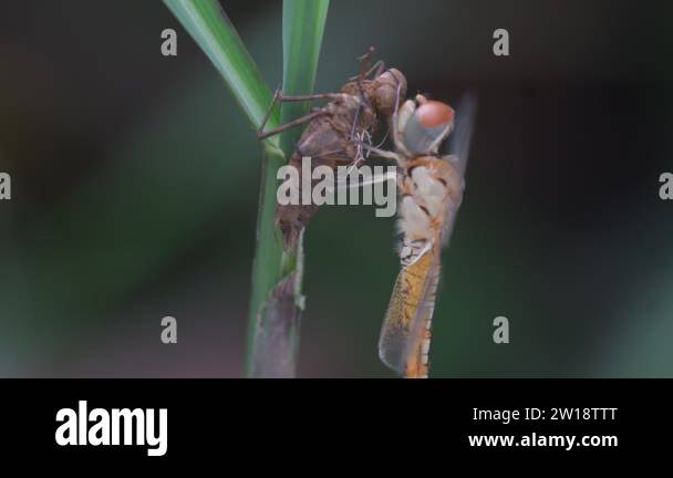 Molting plant Stock Videos & Footage - HD and 4K Video Clips - Alamy