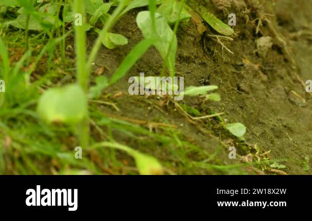 Soil broadleaf Stock Videos & Footage - HD and 4K Video Clips - Alamy