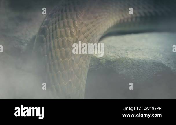 Snake moving Stock Videos & Footage - HD and 4K Video Clips - Alamy