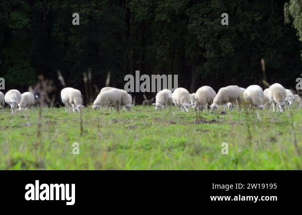 Grazing control Stock Videos & Footage - HD and 4K Video Clips - Alamy