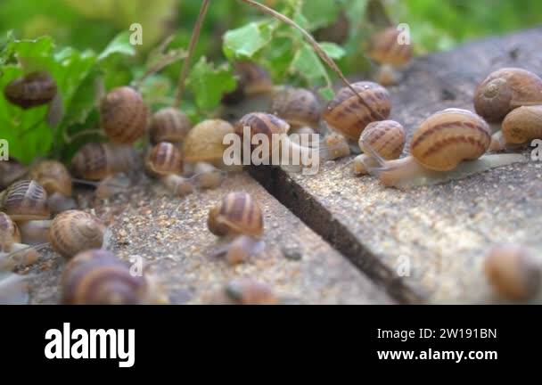 Active escargots on wooden shelves in agriculture snails farm. Snail ...