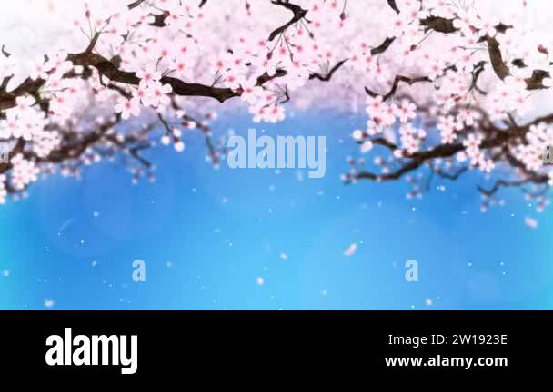 Cherry tree in full bloom. Cherry branch. Sakura flowers pink. Cherry blossom blue background ...