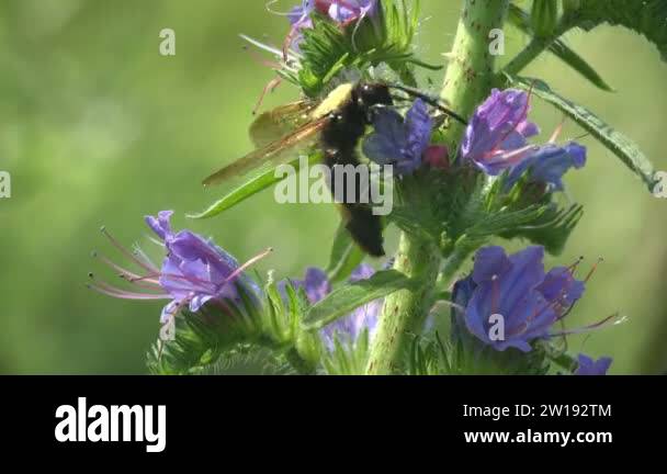 Sphecius speciosus in family Crabronidae, cicada killer or cicada hawk ...