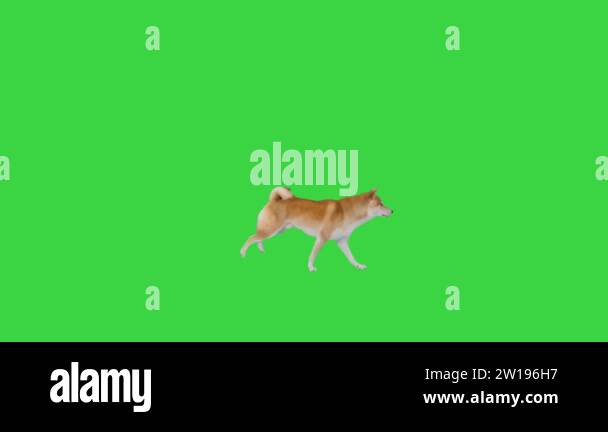 Shiba inu puppy running happy on a Green Screen, Chroma Key Stock Video ...