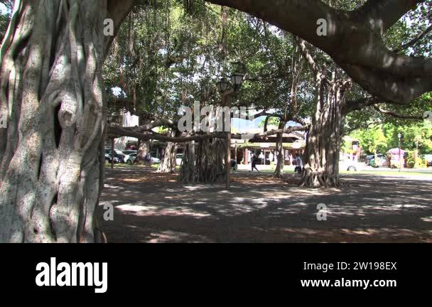 Maui banyan tree Stock Videos & Footage - HD and 4K Video Clips - Alamy