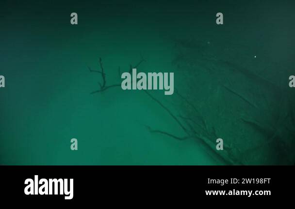 Halocline chemocline sudden change of water salinity and tree roots in ...