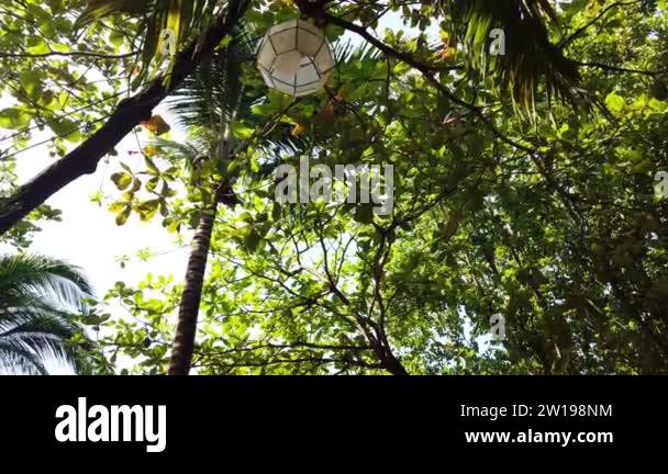 Looking up while walking in the Philippine Forest in Subic Bay ...