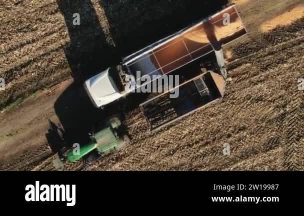 Corn Kernels Falling from Combine auger into Cart, Grains Pouring on ...