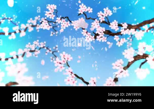 Cherry tree in full bloom. Cherry branch. Sakura flowers pink. Cherry blossom blue background ...