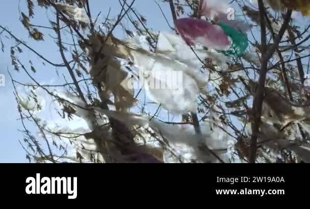 Plastic trash on the branches of trees. Plastic pollution of the planet ...