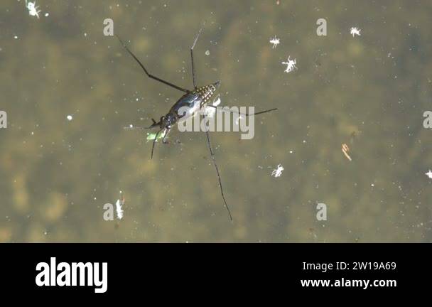 Gerridae are family of insects in order Hemiptera, water striders ...