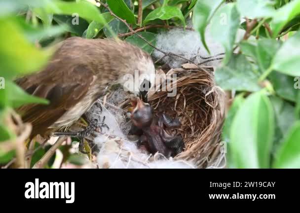 2 day old of baby birds in a nest of yellow-vented bulbul (Pycnonotus ...