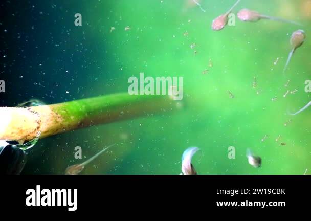 toad and tadpole and mosquito larva in green nature background, find ...