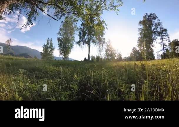 Sunny rural meadow at mountain landscape with green grass, trees and ...