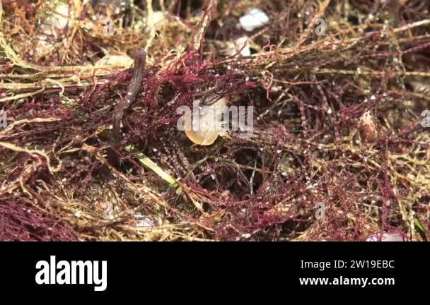 Gammarus jumps among red seaweed, Trying to hide in s water from summer ...