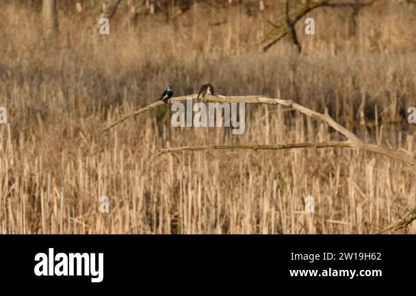 Two swift like birds perched on same branch on blurry marshland ...