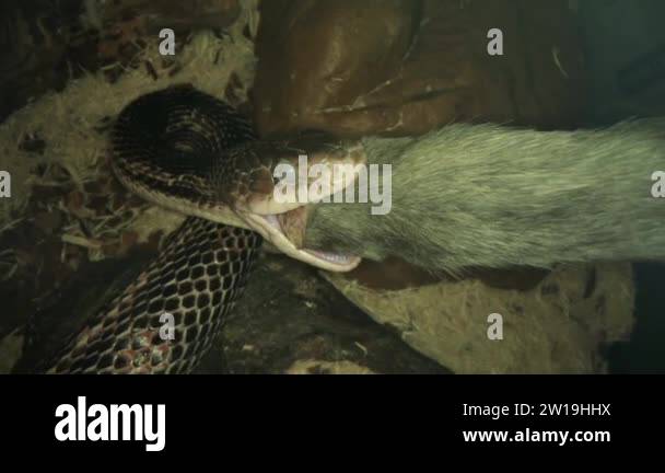A rat snake trying to swallow complete rat Stock Video Footage - Alamy