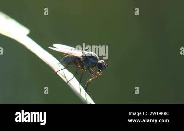 Movement in summer wind, insect, diptera, fly sits on stem of grass ...