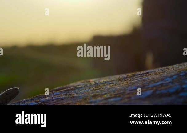 Swamp adder Stock Videos & Footage - HD and 4K Video Clips - Alamy