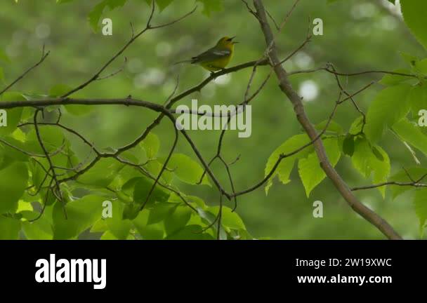 Winged migration Stock Videos & Footage - HD and 4K Video Clips - Alamy