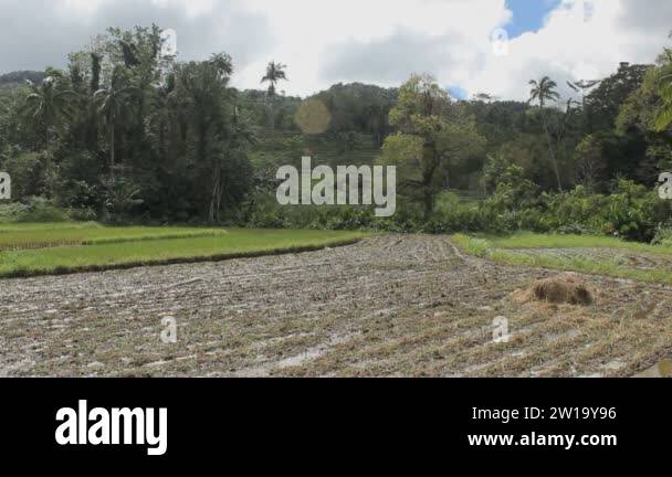 Rice fields on the island Bohol in the Philippines Stock Video Footage ...