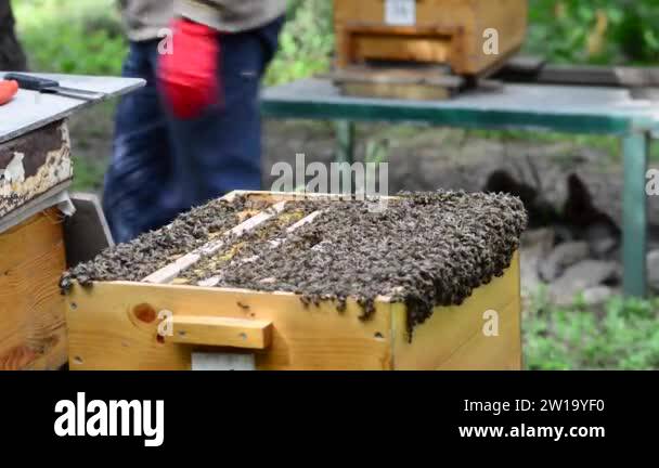 The Caucasian honey bee (Apis mellifera caucasia, commonly misspelled caucasica) is a subspecies ...