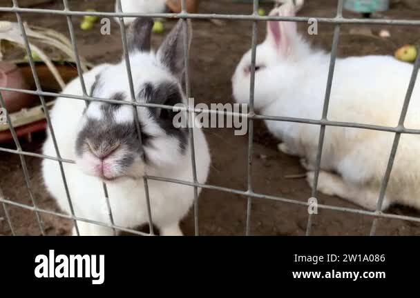 Domestic furry white and black spotted farm rabbits bunny behind the ...
