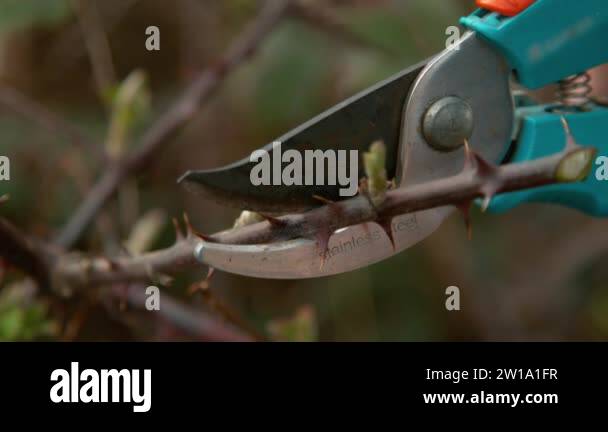 Long twig Stock Videos & Footage - HD and 4K Video Clips - Alamy