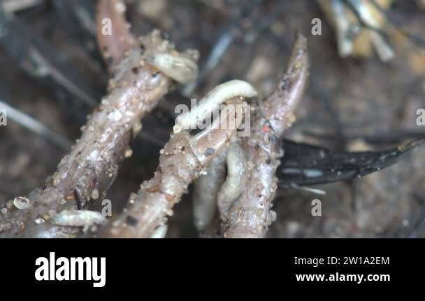 Worms, white maggots crawl along bones and feathers of dead bird, ants ...