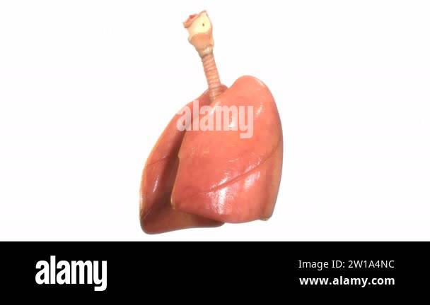 3D Animation Concept of Human Respiratory System Lungs Anatomy Stock ...