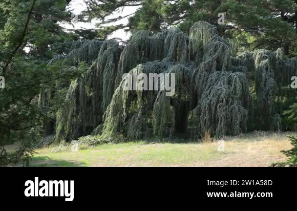 Atlas cedar or Cedrus atlantica Glauca Pendula. Coniferous evergreen ...