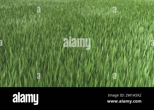 Windy Grass. Green Grass field. 3D Animation. 3D rendering Stock Video ...