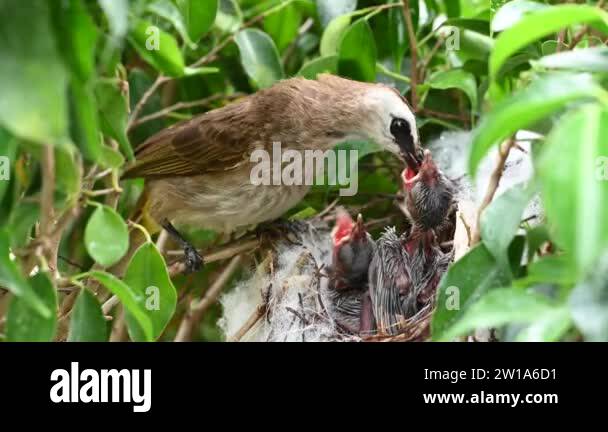 7 day old new born of baby birds in a nest of yellow-vented bulbul ...