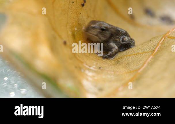 Wild frog in its natural wet habitat. A frog is any member of a diverse ...