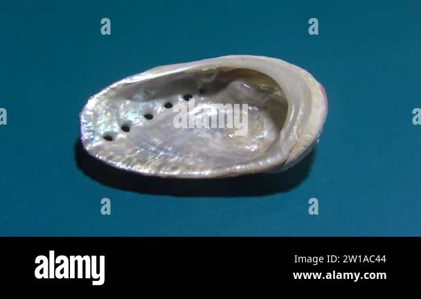 Ormer or abalone or ear shell Stock Videos & Footage - HD and 4K Video ...