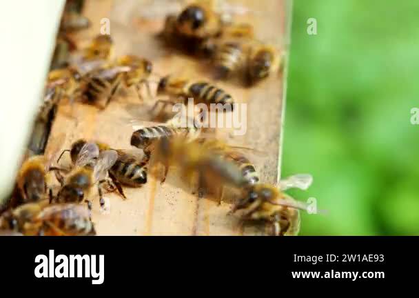 Swarm of honey bees carrying pollen and flying to the landing board of ...