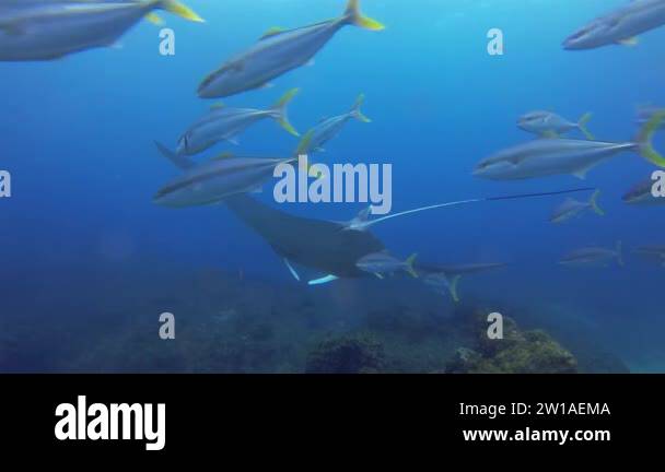 Manta ray colourful fish school Stock Videos & Footage - HD and 4K ...