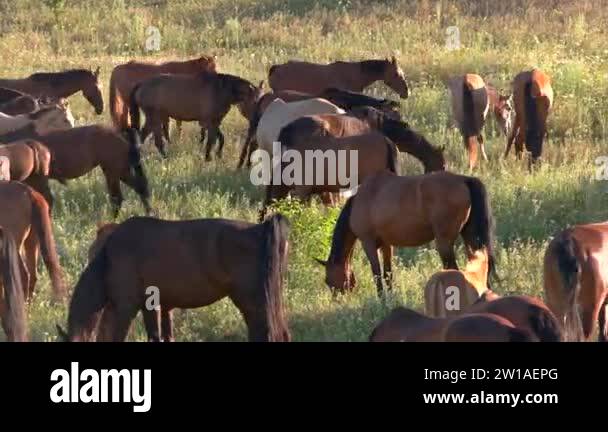 Warm animals Stock Videos & Footage - HD and 4K Video Clips - Alamy