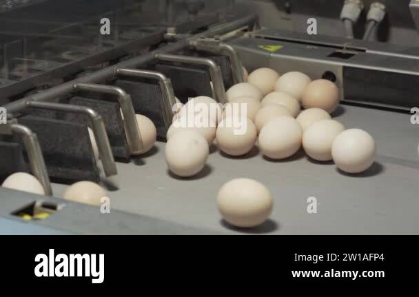 Chicken egg grading Stock Videos & Footage - HD and 4K Video Clips - Alamy