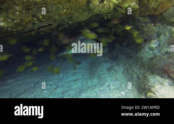Old Green Turtle Swimming. Underwater Cave & Colourful Fish School ...