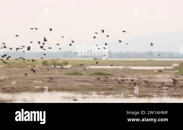 Lake of Chalco, rest of the glorious lakes of Tenochtitlan Stock Video ...
