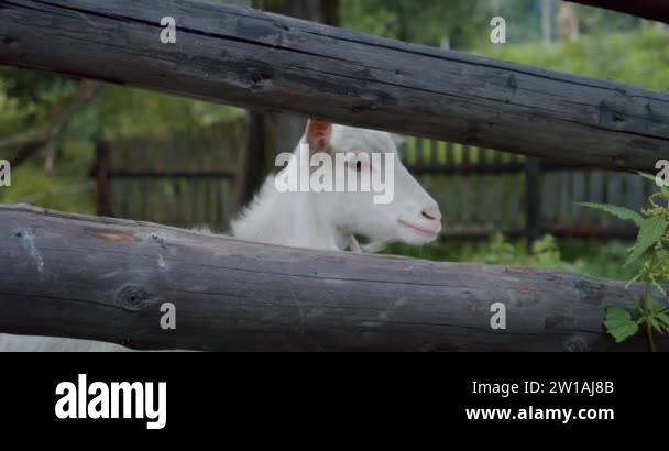 Goat standing behind a wooden fence of a farm, looking at the camera ...