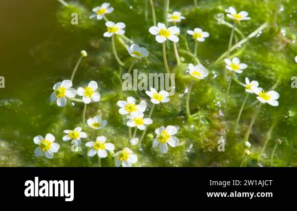 Swamp Covered with Flowers. Swampy bubbly mucus blossomed with cute ...
