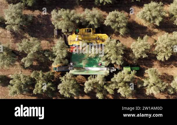 Olive Tree Shaker Harvester operation supported by four Pole beating ...